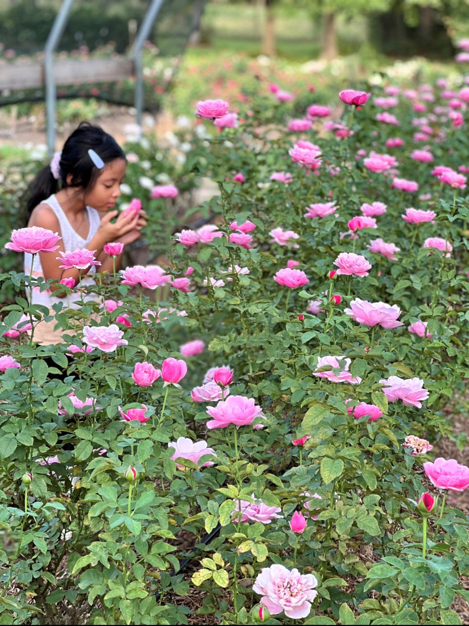 Products – Life in Rose Farm