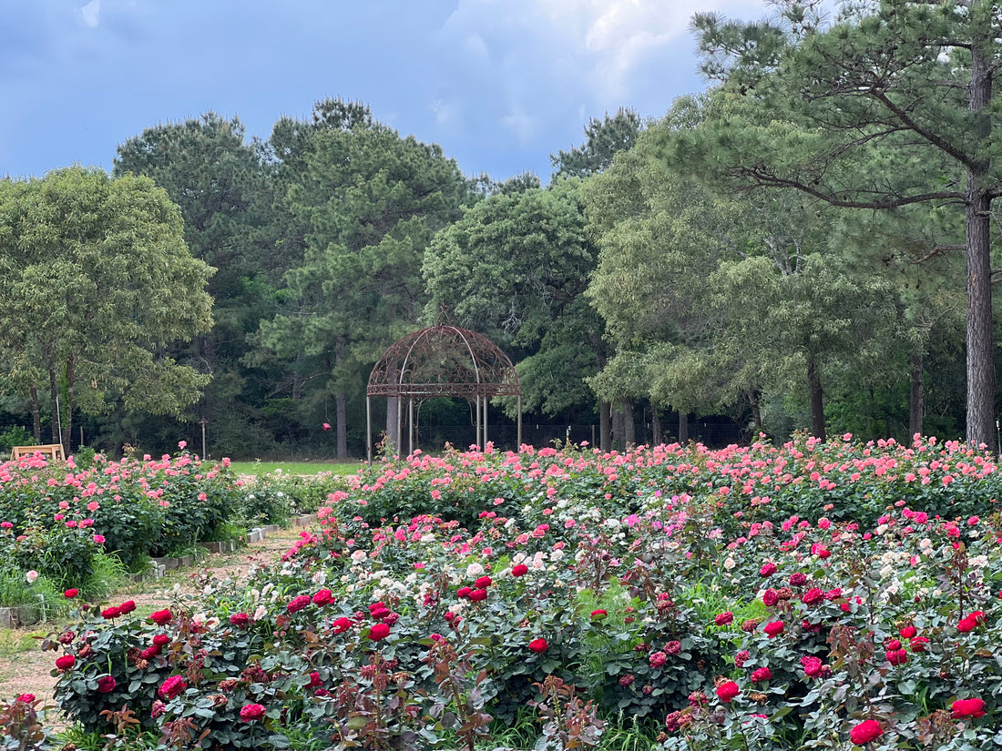 Venue Rental – Life in Rose Farm