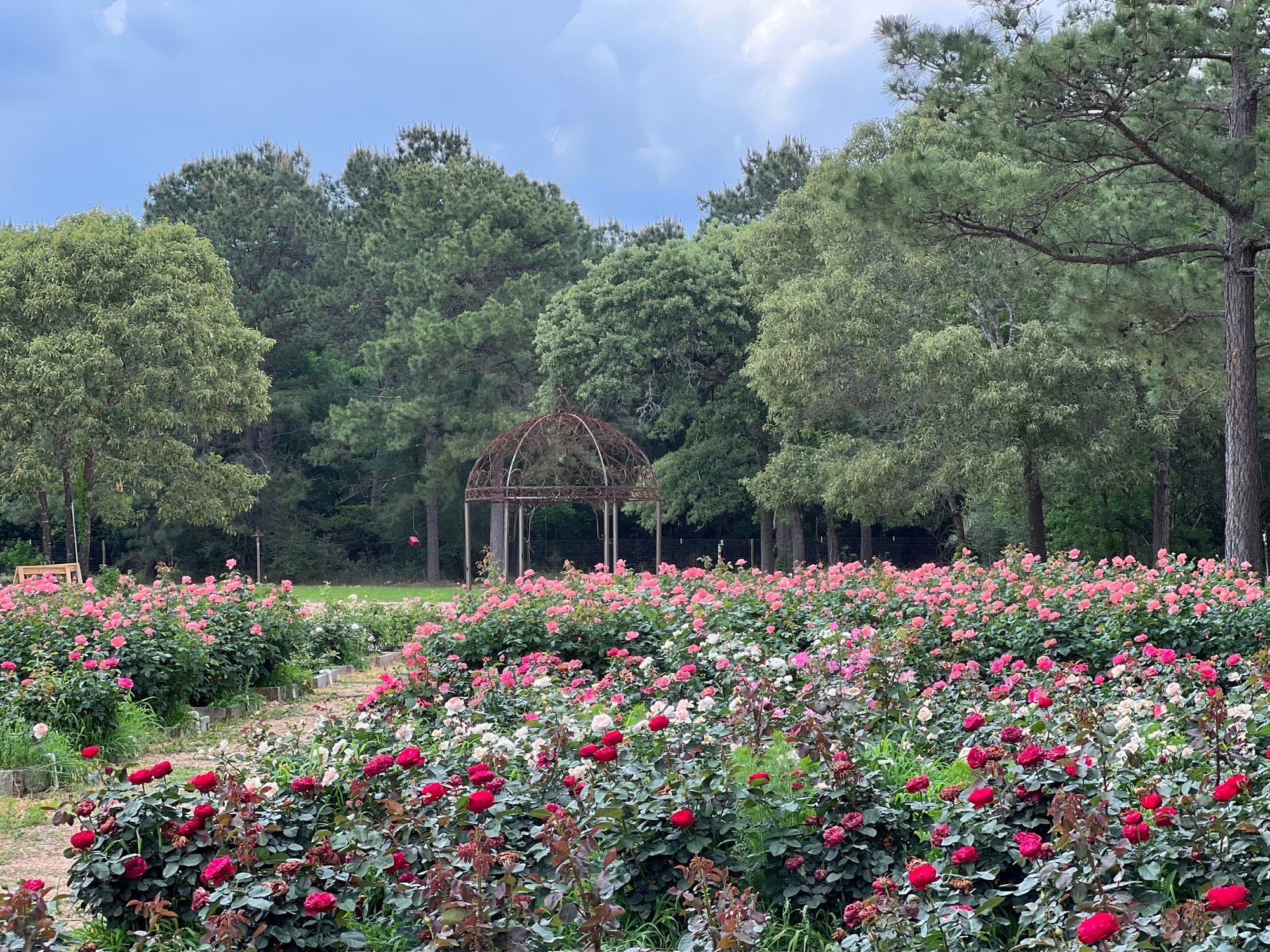 Our Spaces – Life in Rose Farm