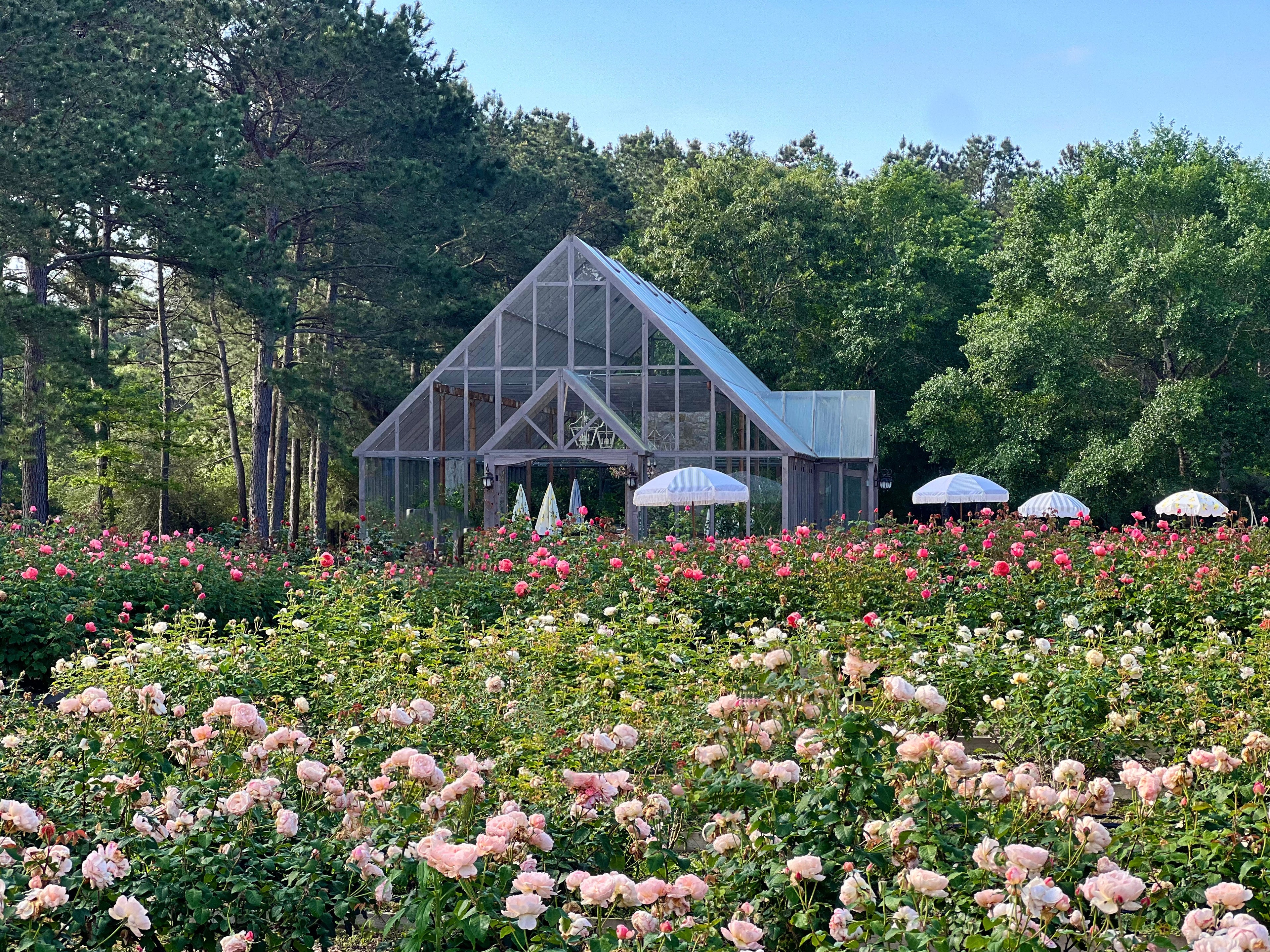 Life in Rose Farm