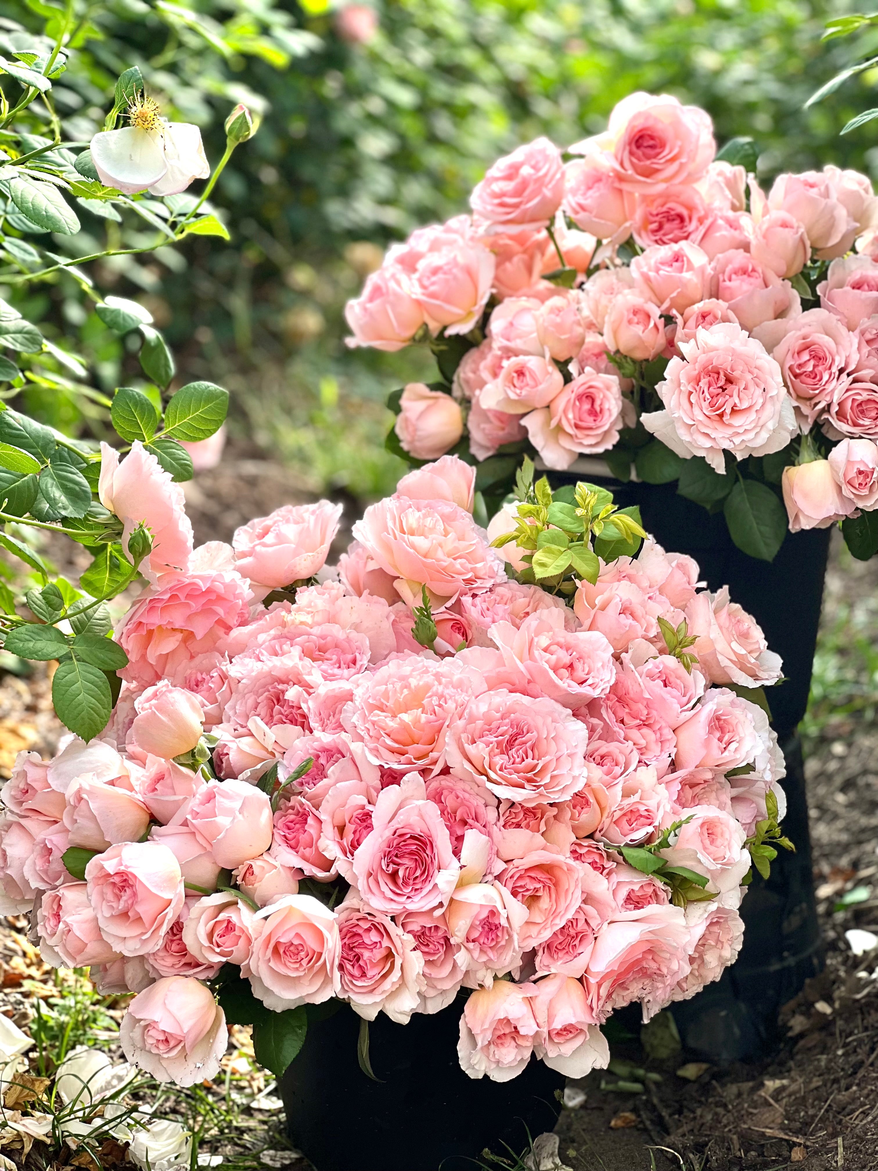 Life in Rose Farm