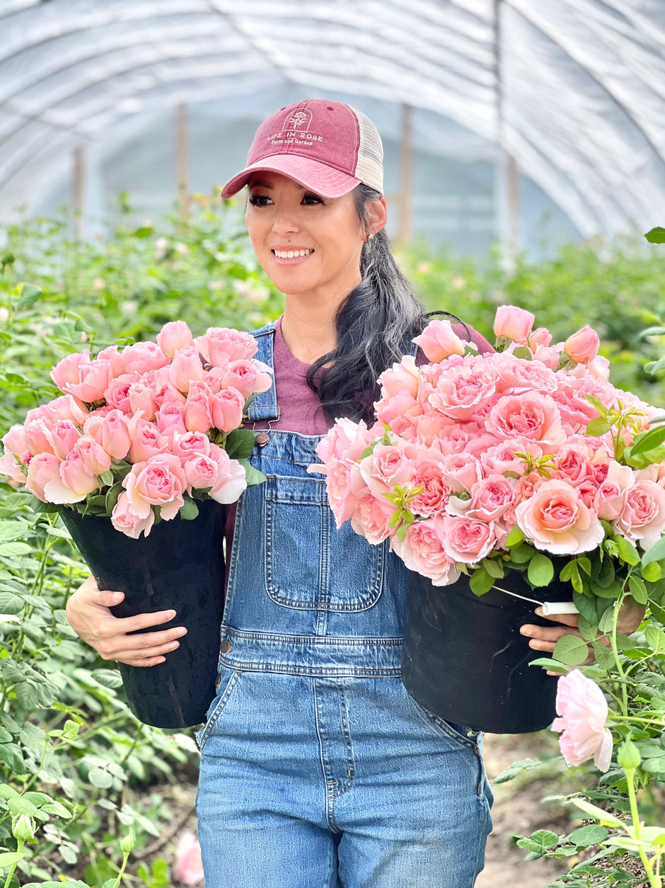 Products – Life in Rose Farm