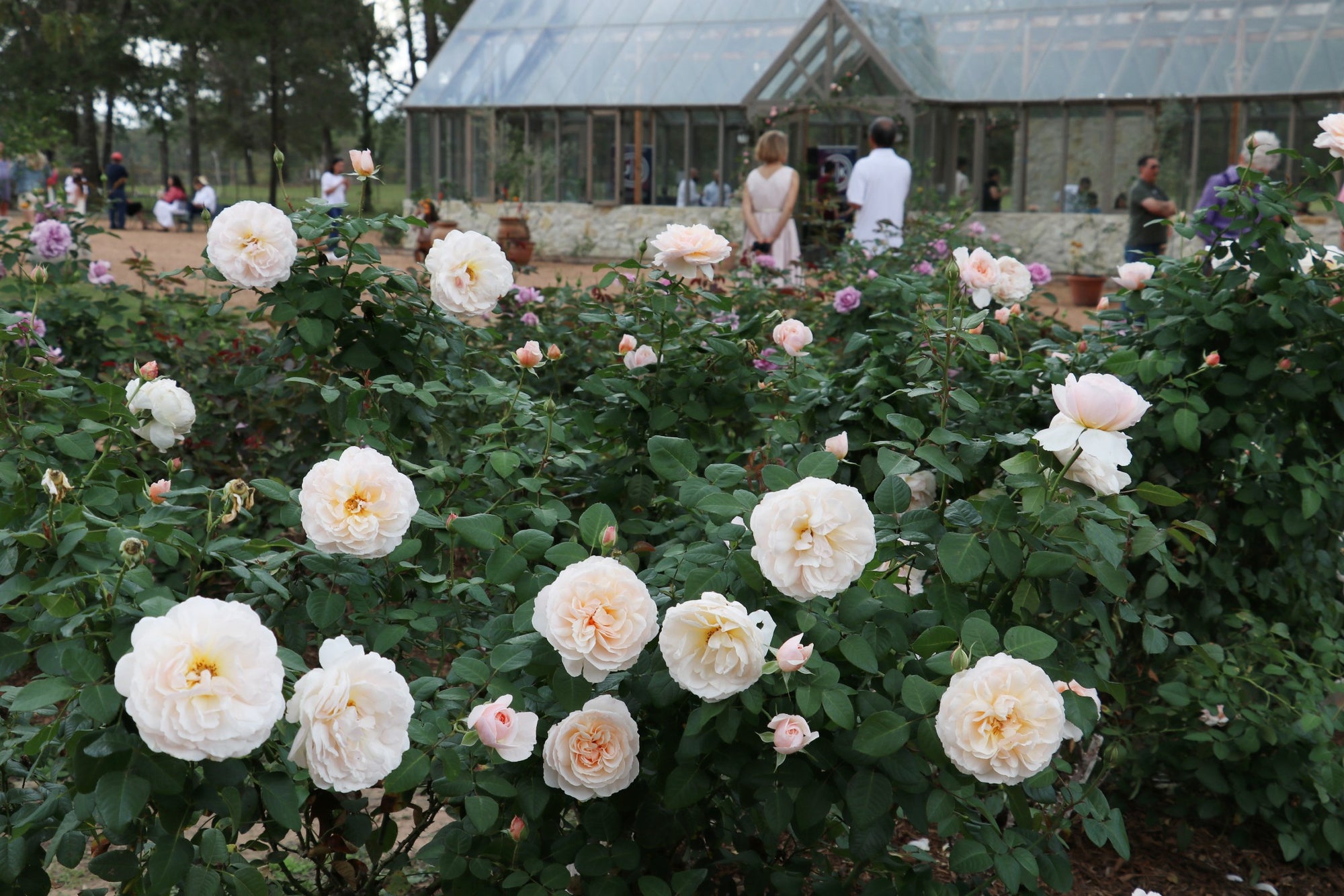 Our Spaces – Life in Rose Farm