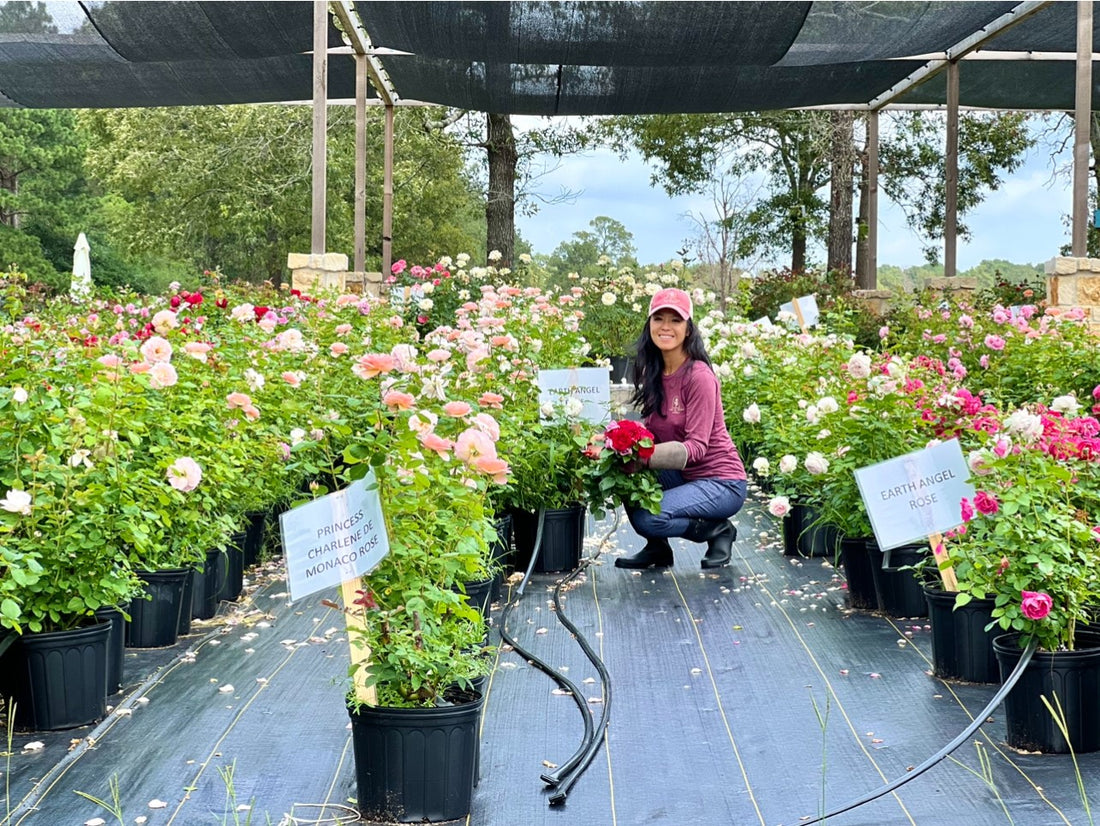 Spring Potted Rose Sale - Entry Fee – Life in Rose Farm