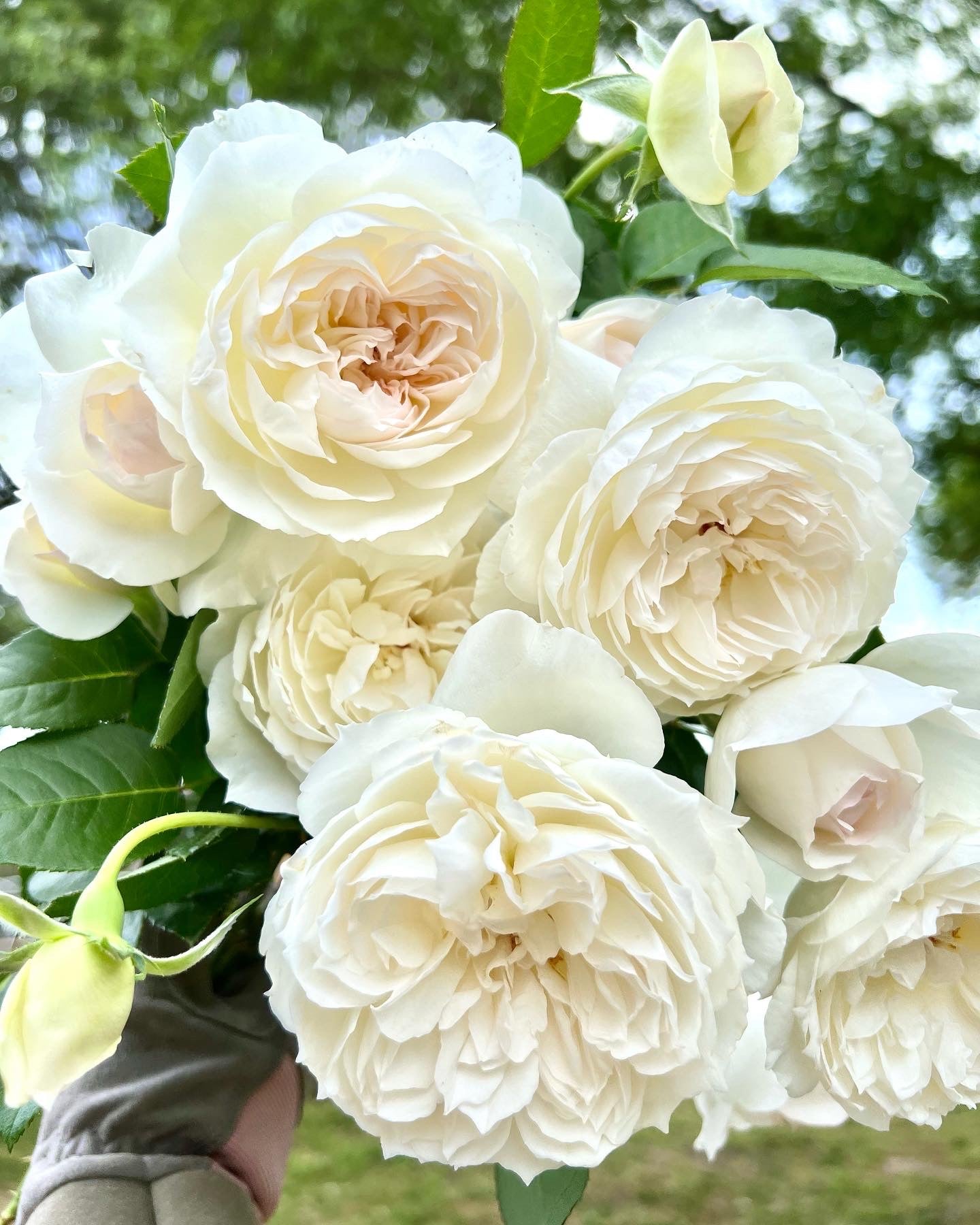 Bolero – Life in Rose Farm